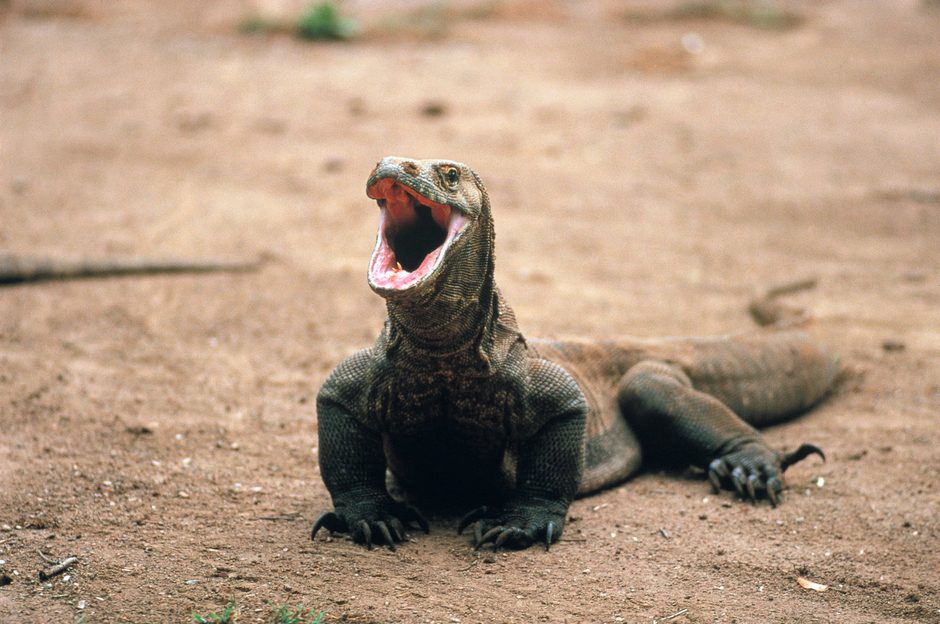 "An attack can be fatal, due to their venom and bacteria..." The 3 ...