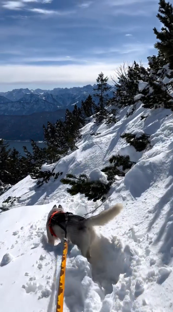 Eine lange Winterreise mit unseren Hunden