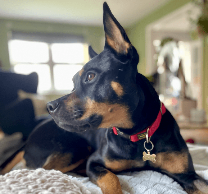 Are dog DNA kits worth their expensive price tags – and can you trust ...