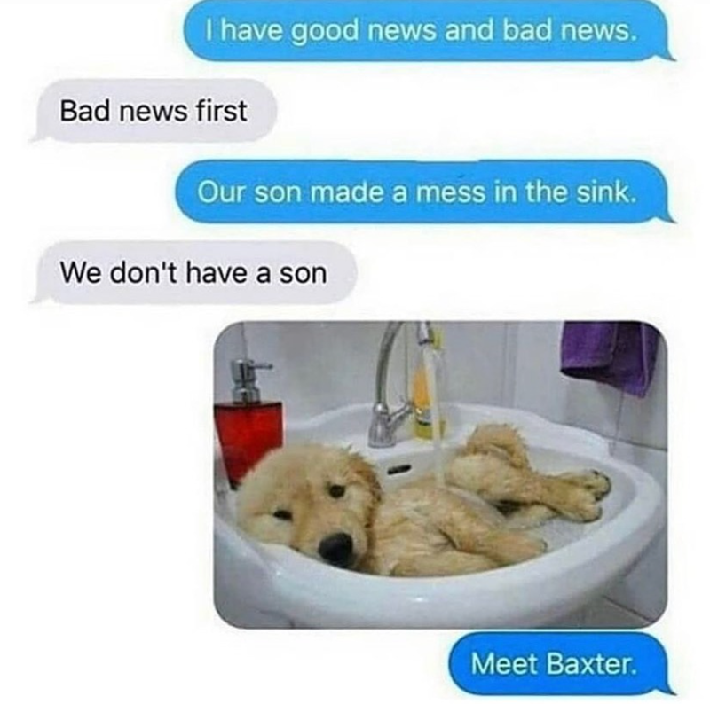 Derpy doggos delivering goofs and gentle woofs