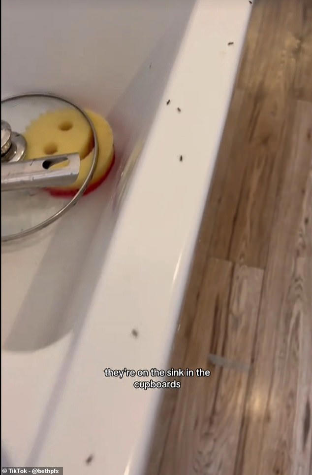 Amid surge in ant infestations, experts reveal the cheap kitchen ...