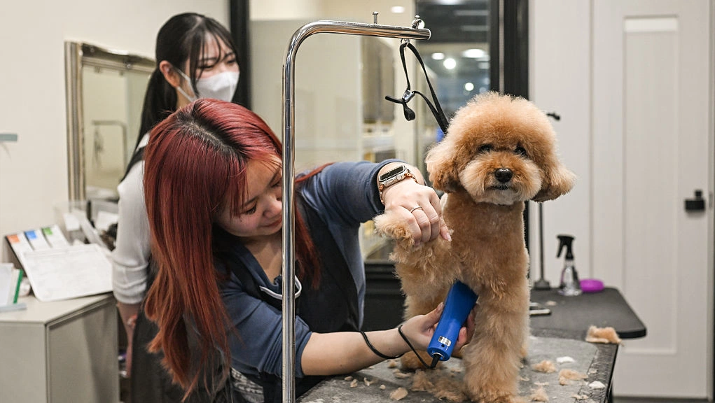 Keeping your dog healthy through grooming care