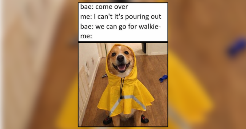'Not all heroes wear capes' and other pet memes for soft days that need ...