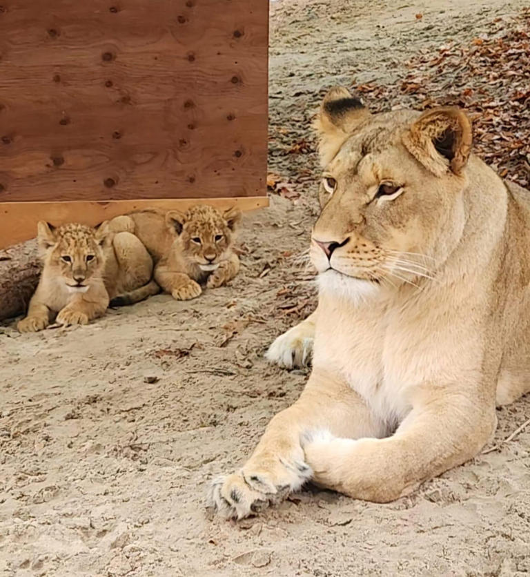 Wildlife sanctuary, neighbours in rift over potentially housing large ...