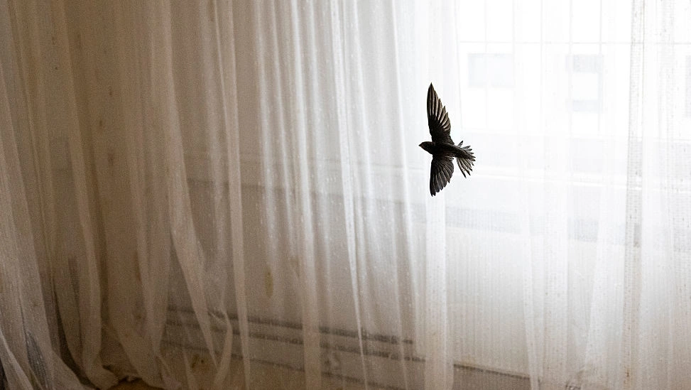 Meet the masters of endless flight
