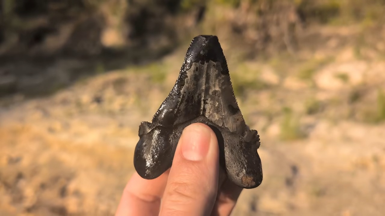 Extreme drought dropped the river - then he found a 35-million-year-old ...