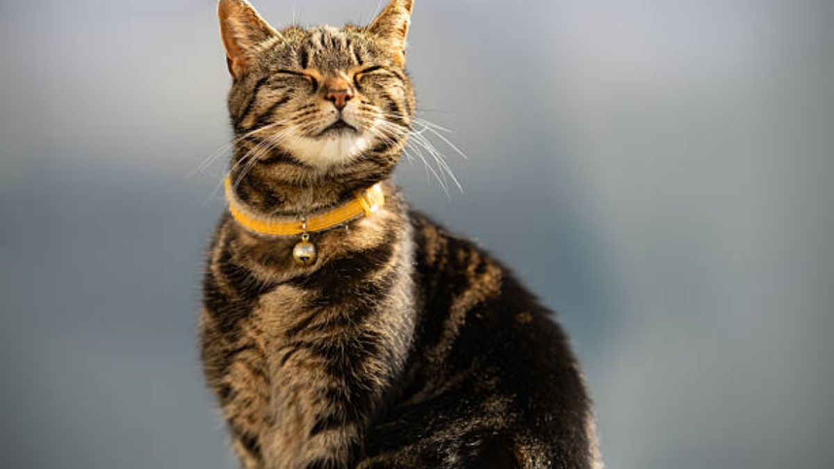 This is what happens in your cat's brain when you pet it, according to ...