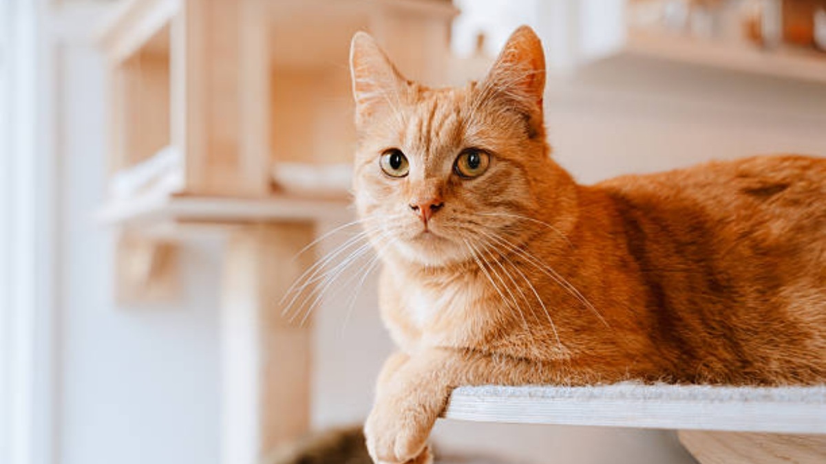 This is what happens in your cat's brain when you pet it, according to ...