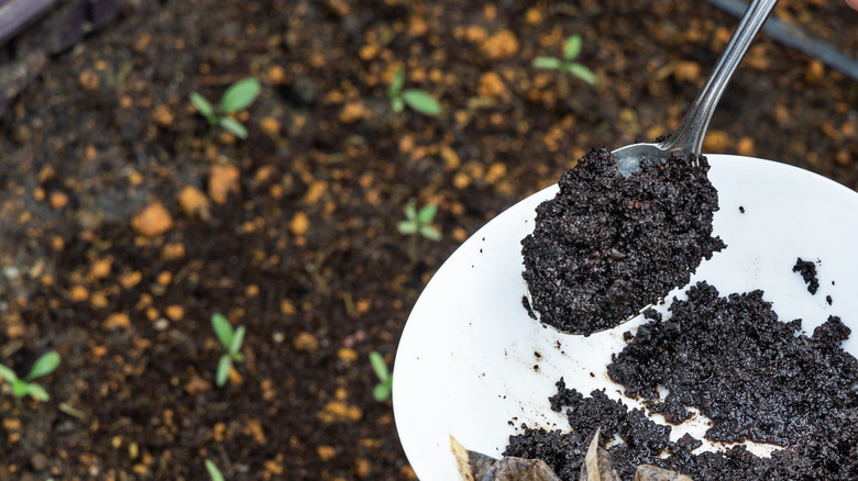 How to use coffee grounds as fertilizer in your garden