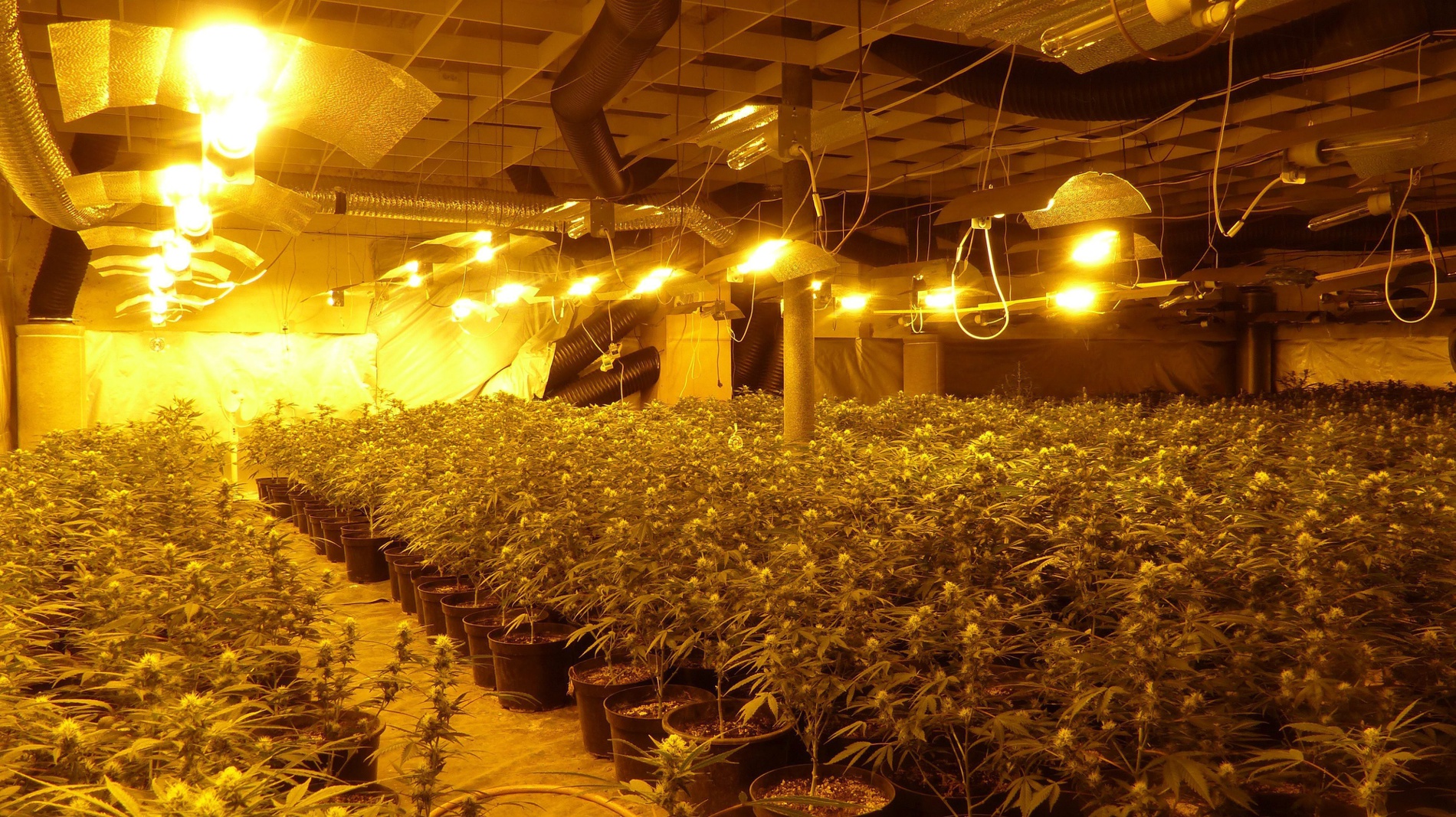 Cae una red que proveía material a plantaciones de marihuana y ...