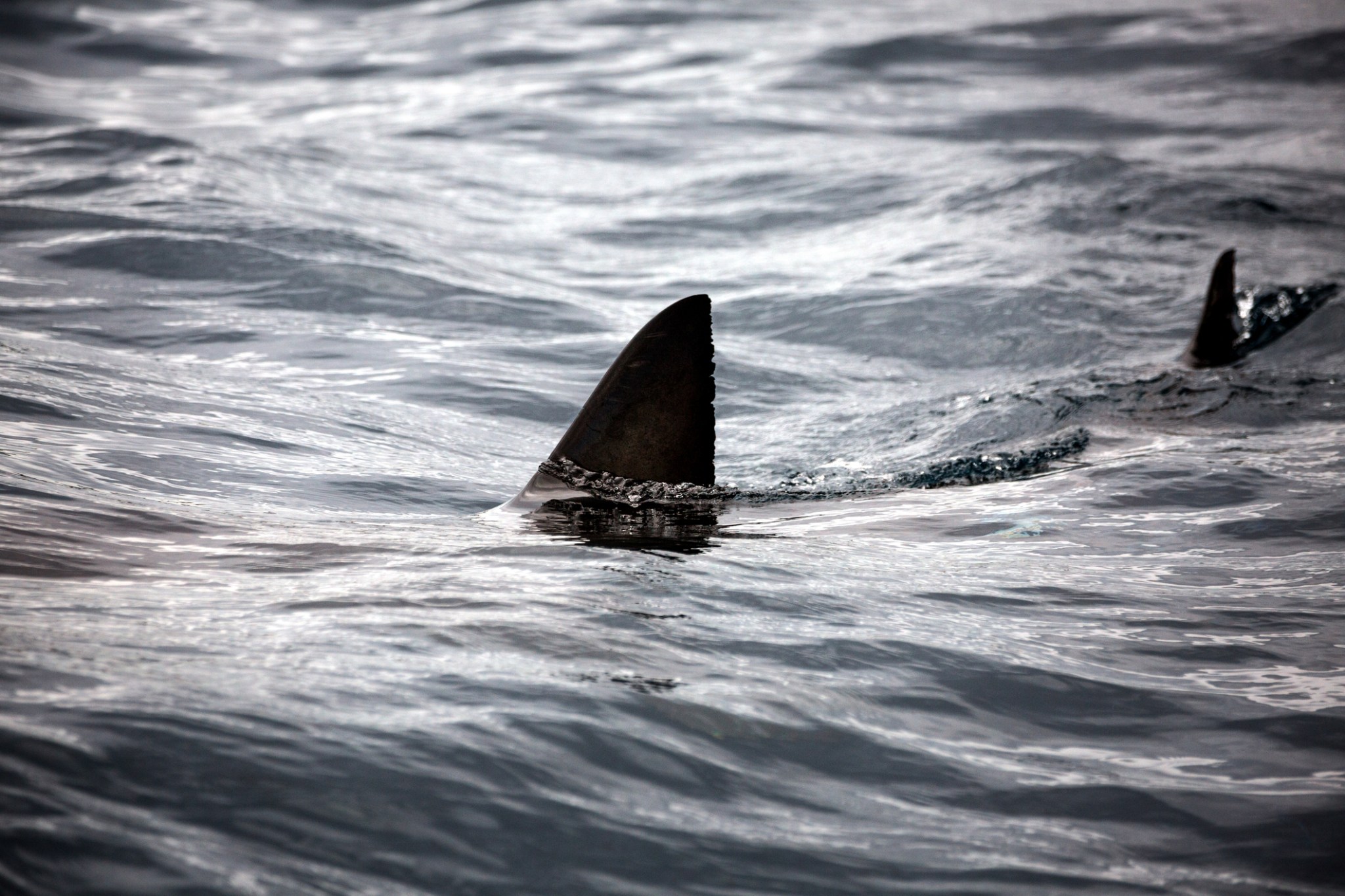 Two killed in 8 days as deadly ocean threat sparks alarm: 'Out of control'