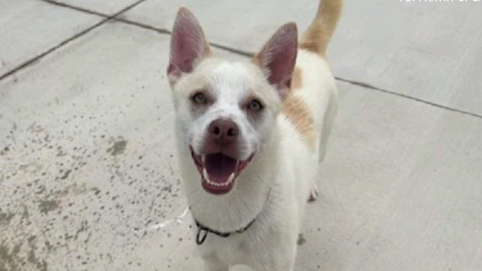 Furry friends: Meet Rock