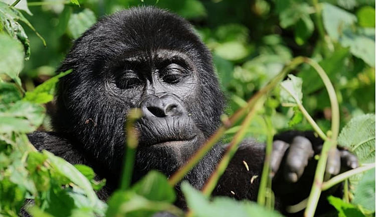 Scientists turn to eDNA to protect Rwanda’s mountain gorillas