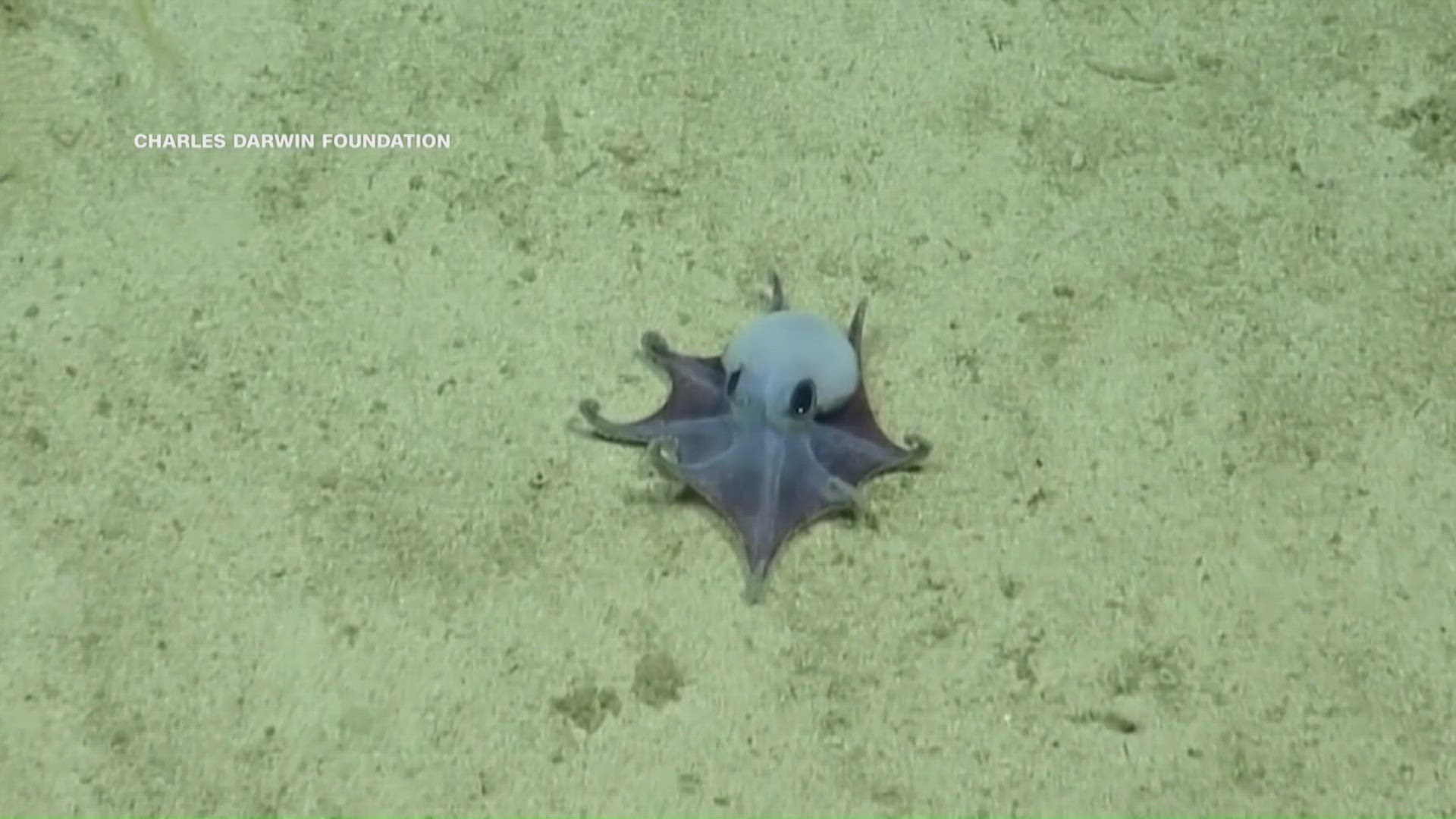 Deep-sea crew finds new octopus species