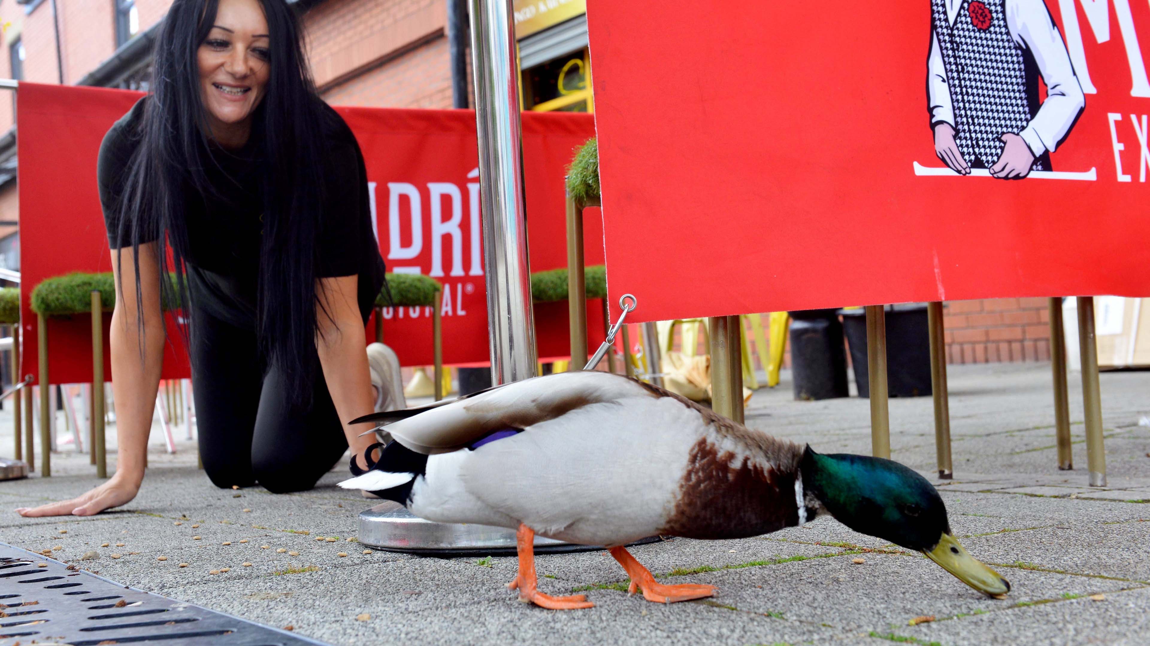 Waddle it be? Two ducks become unlikely regulars at UK pub