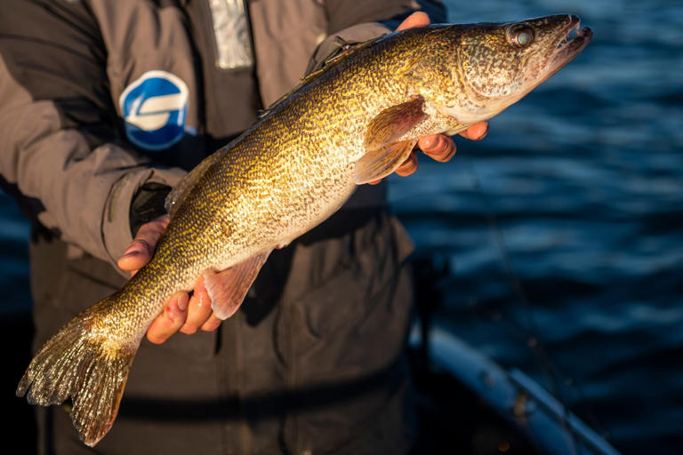 Lawmakers weigh commercial fishing lifeline as whitefish decline