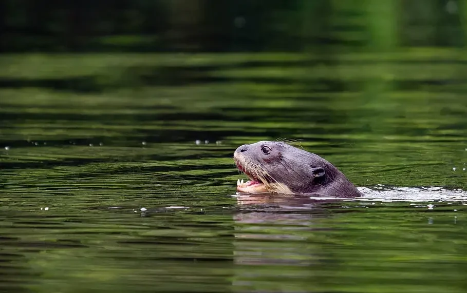 Why otters are more than just cute animals