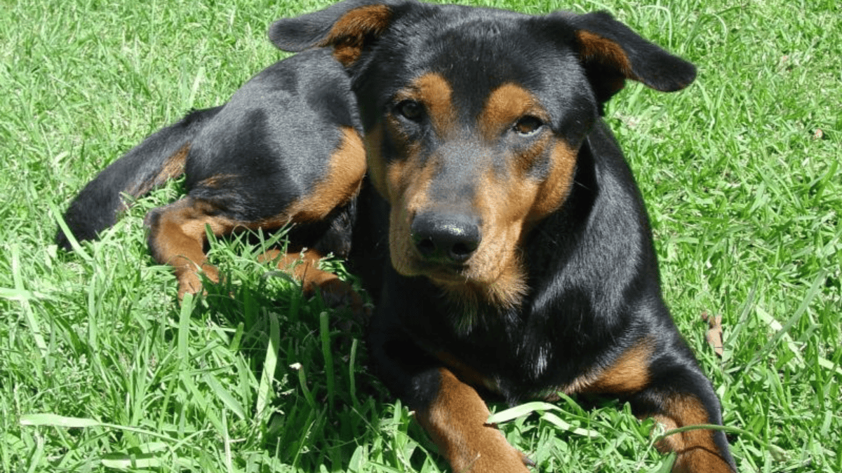 Furry BFFs for life: 9 healthy dog breeds that will stick by you for ...