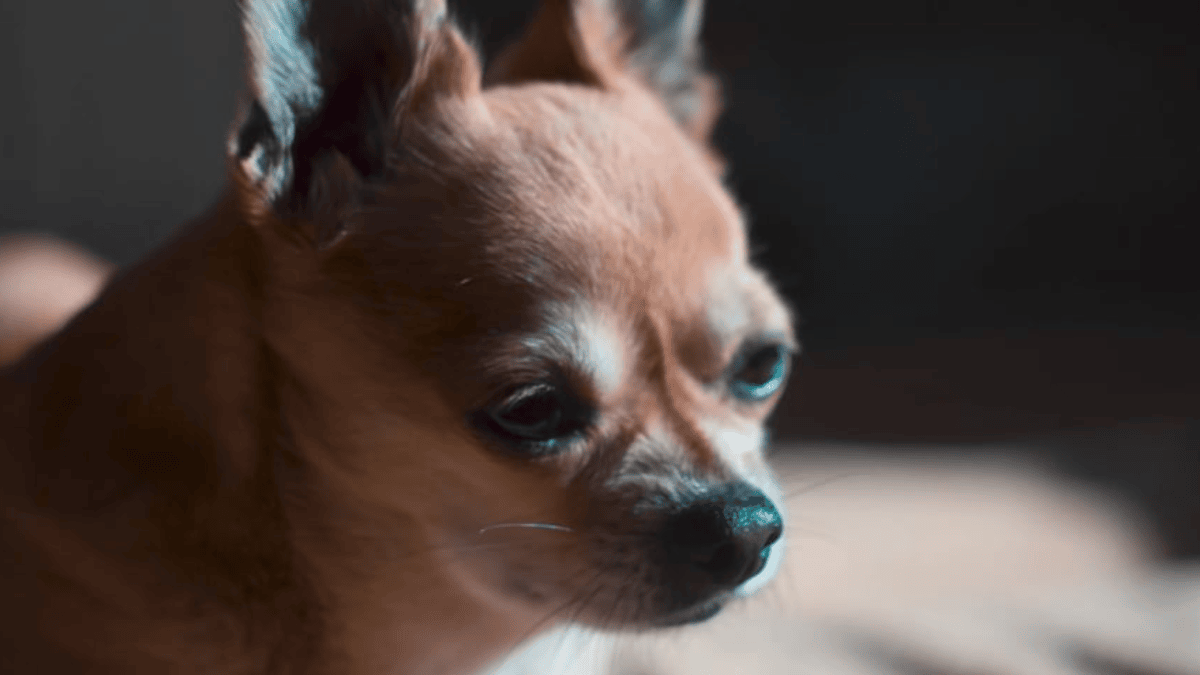 Furry BFFs for life: 9 healthy dog breeds that will stick by you for ...