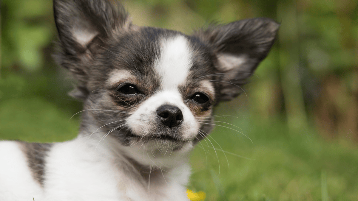 Furry BFFs for life: 9 healthy dog breeds that will stick by you for ...