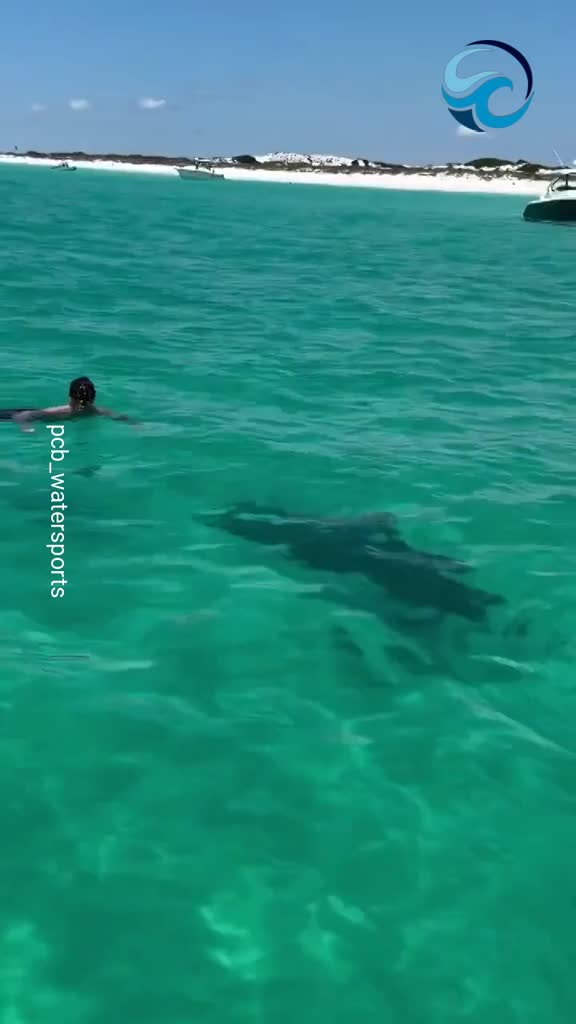 Cute dolphin filmed playing alongside swimmers