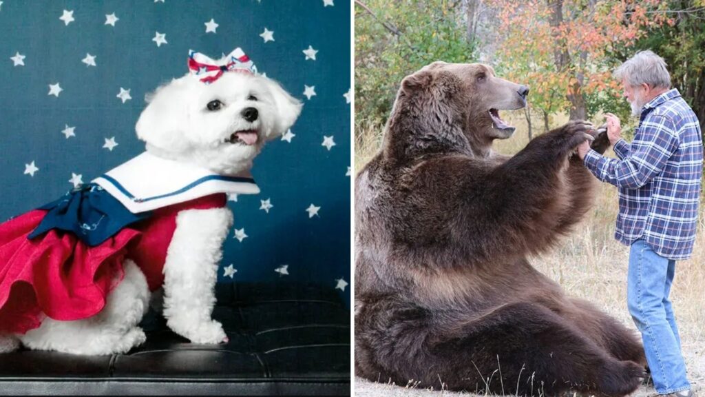 The richest animals ever and why they were so wealthy