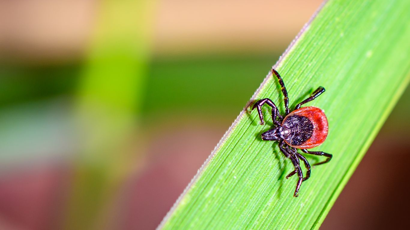 Tick bites surging in Indiana, Midwest as summer starts
