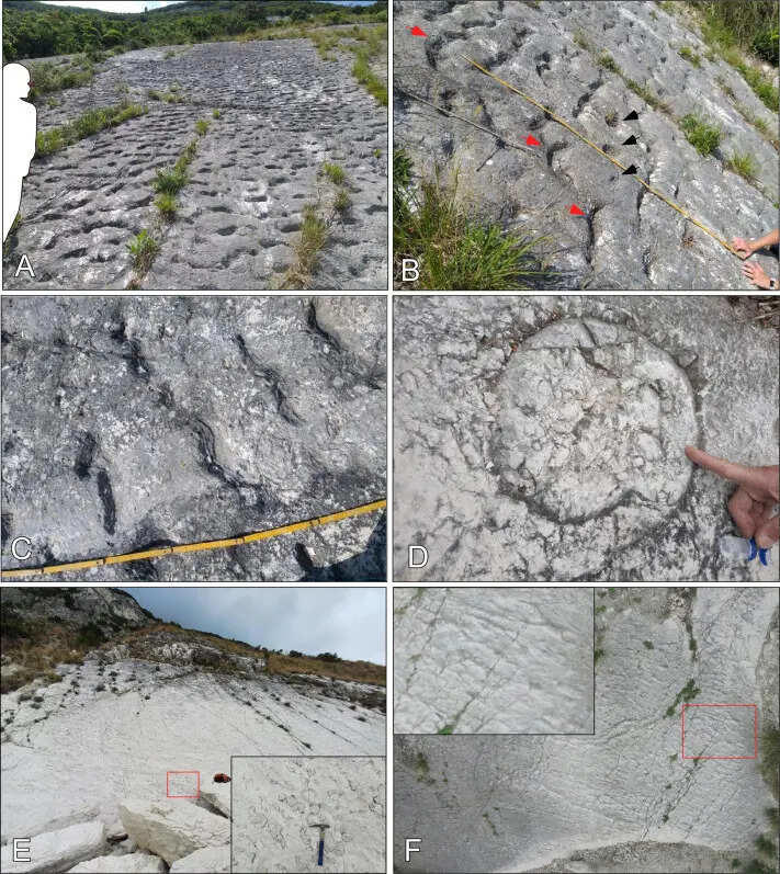 Italian climbers find trace fossils of sea turtles that were fleeing an ...