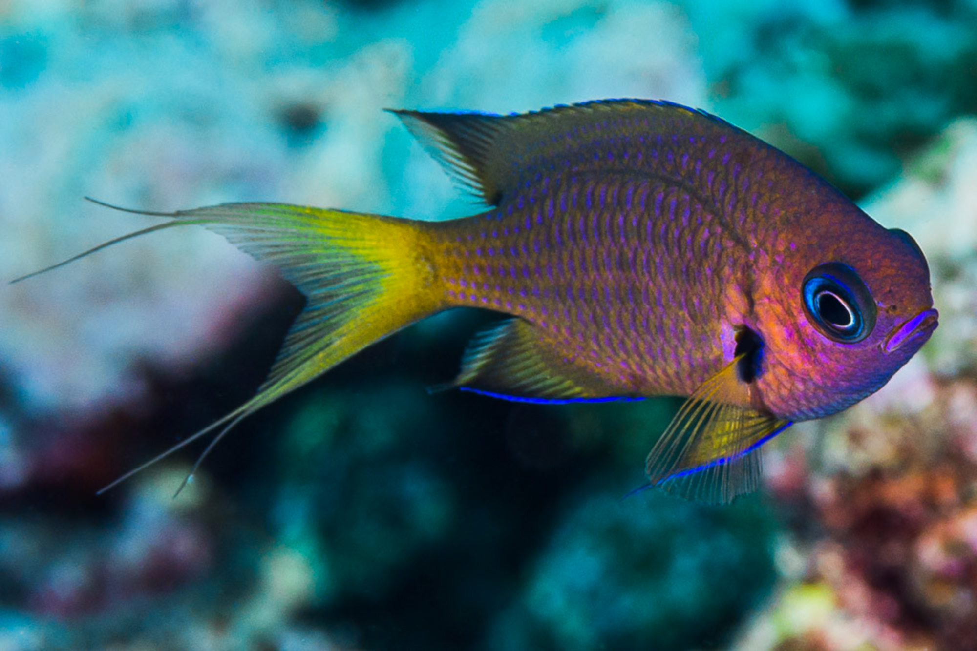 Deep discovery: Ocean census reveals more than 1,100 new species