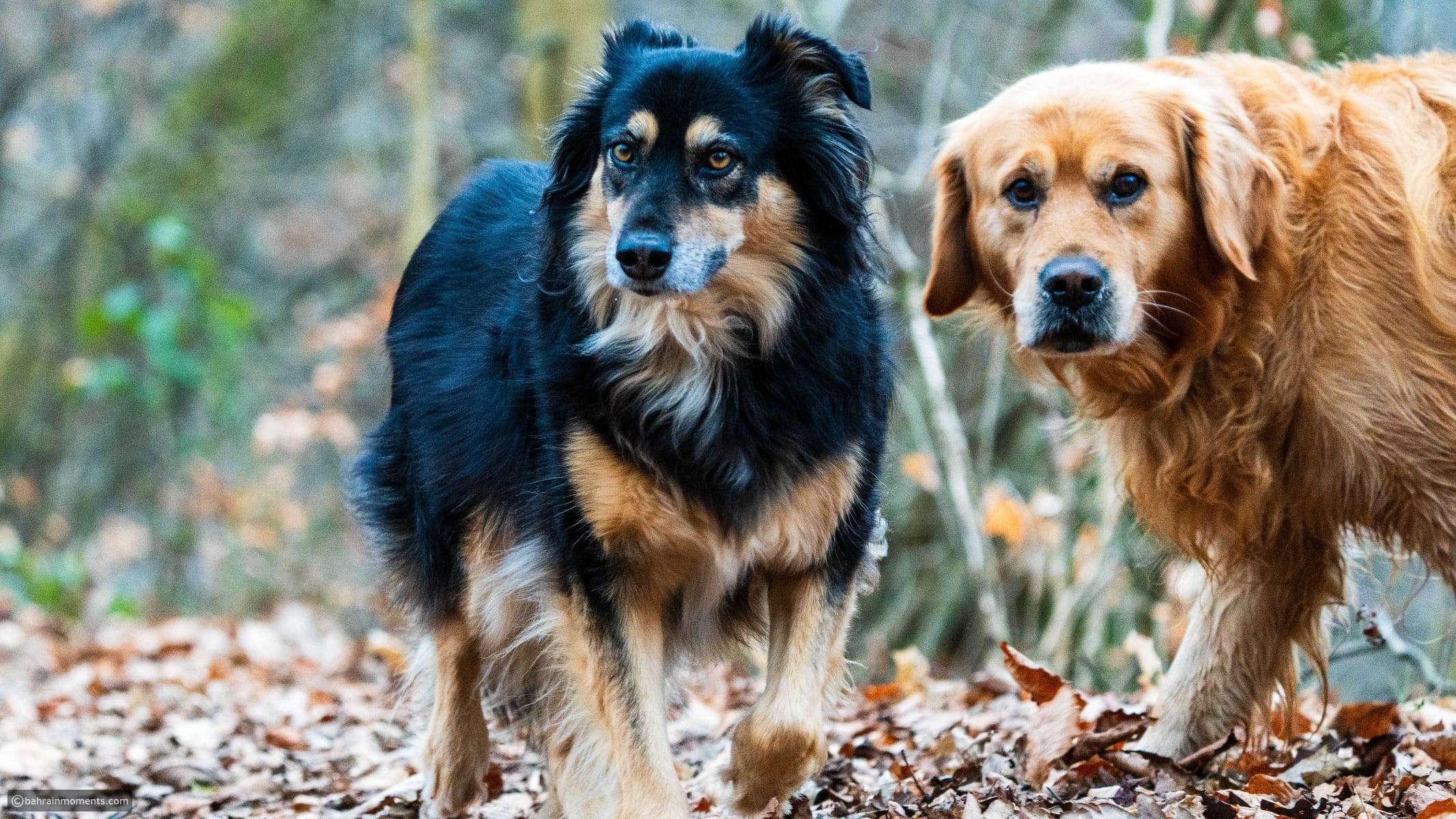 11 dogs that quietly wait the longest in shelters