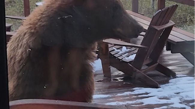 Territorial little dog thinks he can take on a big bear