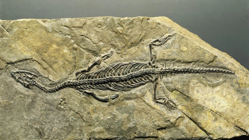 Toothless bipedal crocodile relative from Triassic discovered