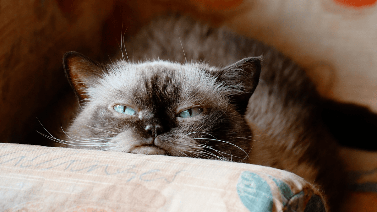 This is what happens in your cat's brain when you pet it, according to ...