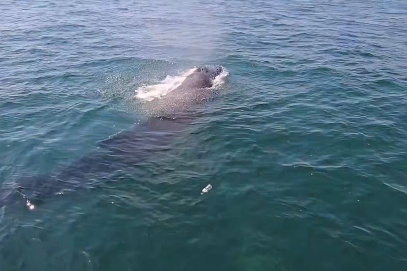 Watch humpback whale stun Devon fisherman in magical moment near harbour