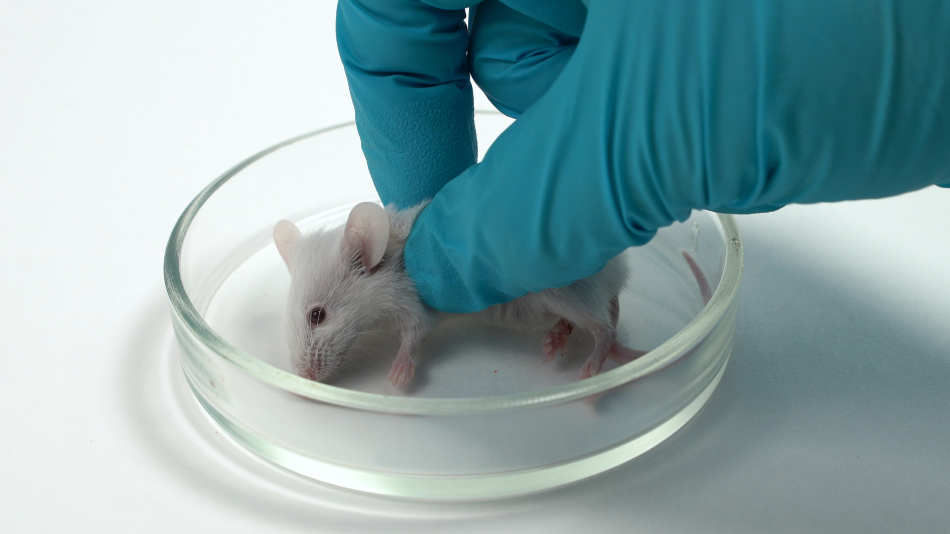 The horrific world of lethal dose animal testing