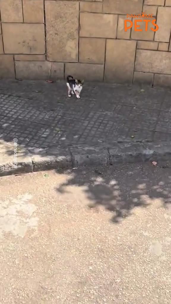 Injured cat gets a second chance after rescue