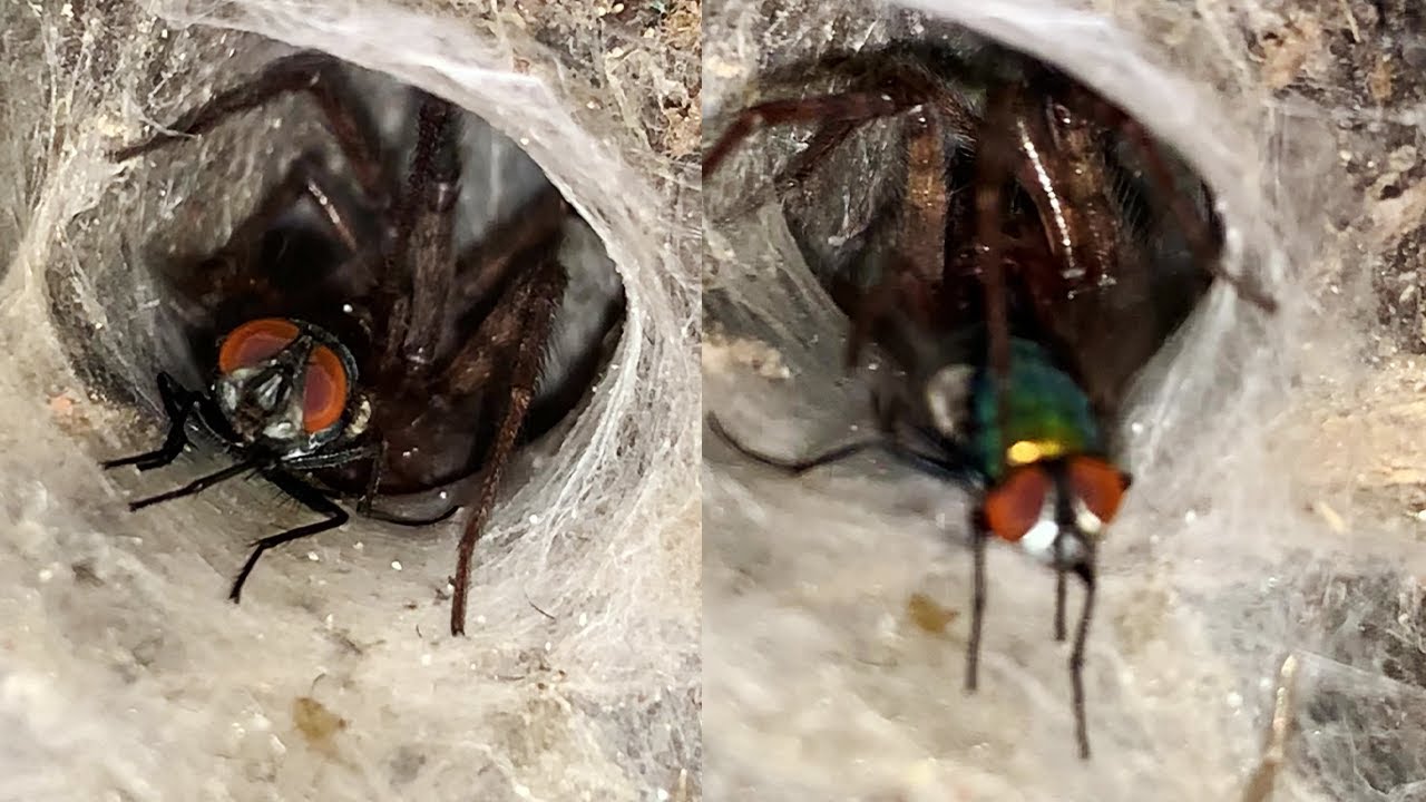 Intense footage of spider preventing a fly from escaping its lair