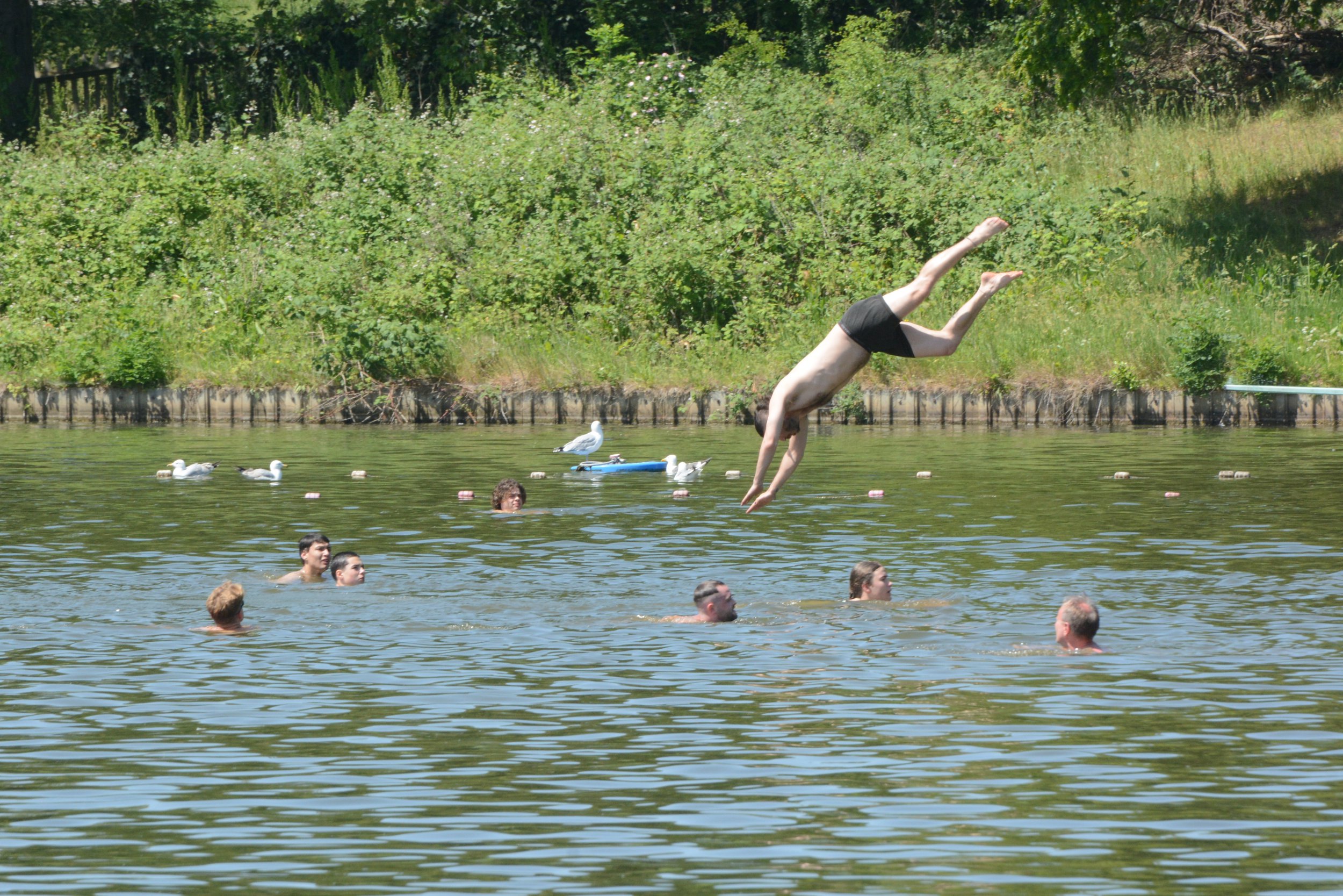 Crowds splash and let dogs swim in Hampstead Heath ponds during swan ...