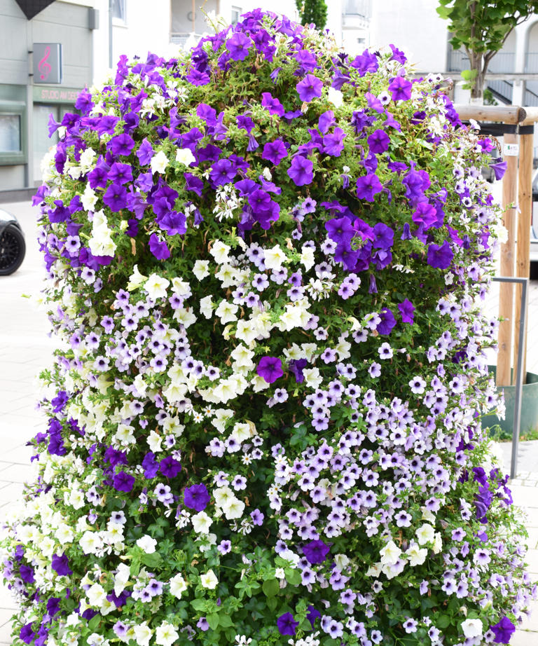 10 creative ideas to turn cheap grocery-store bedding plants into ...