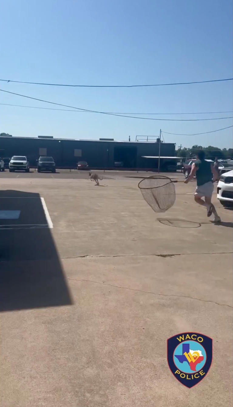 Funny video shows escape artist kangaroo named Bingus give Texas cops a ...