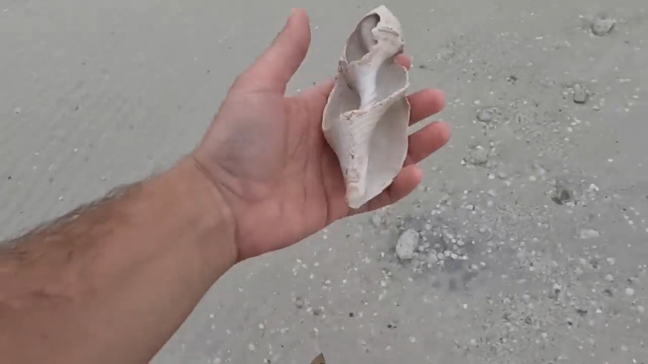 Florida’s Honeymoon Island looked normal - then the shell pile kept ...