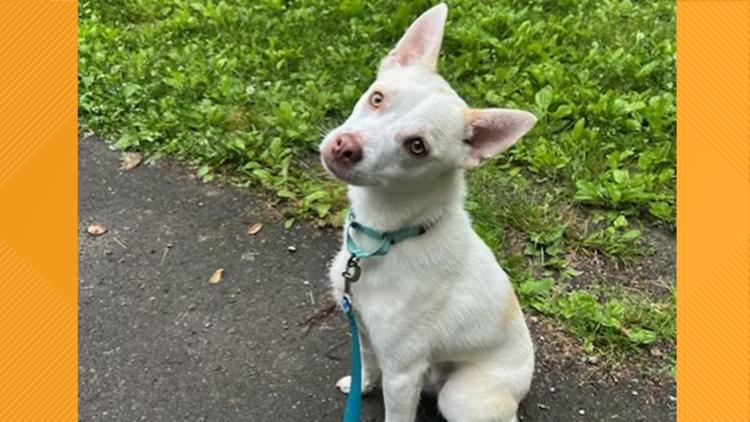 Furry friends | Meet Rock