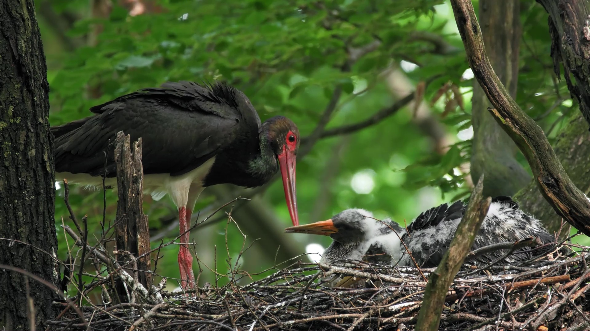 Black stork carefully protecting and watching over its chick