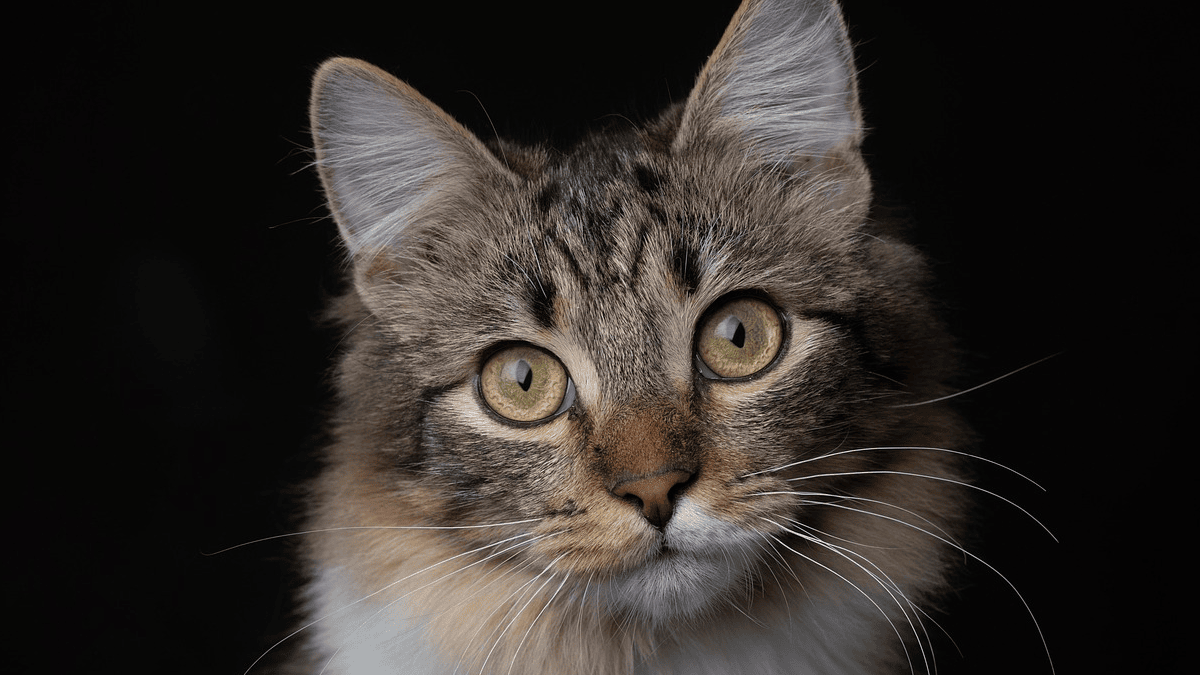 Why do some cats get annoyed when you try to pet them? Here's what you ...