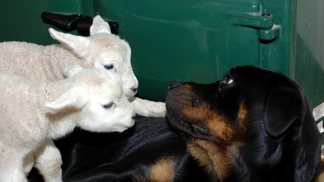 Experts stress early socialization as key for Rottweilers’ behavior