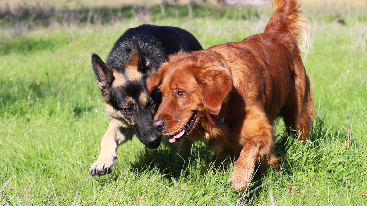 Golden retriever and German shepherd 'attached at the stick' trot along ...