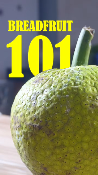 Unlocking the culinary potential of breadfruit in your recipes