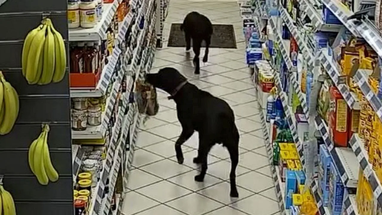 Two labradors walk into petrol station and steal bread from the shelves