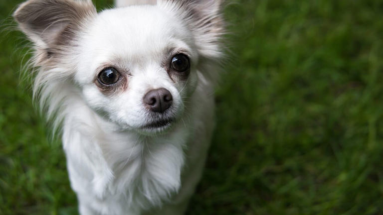 Stepper rijdt chihuahua dood in Sint-Niklaas en krijgt rijverbod van 1 jaar