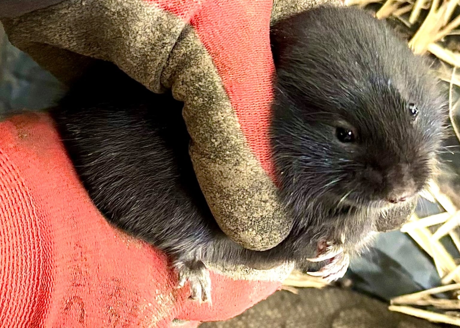 Rare burrowing city water voles relocated ahead of drainage works